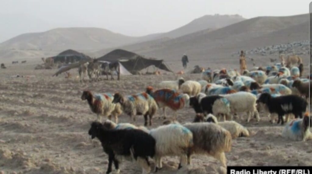 Displacement of Indigenous Lands to Kuchis: Taliban Rulings Reflect ...